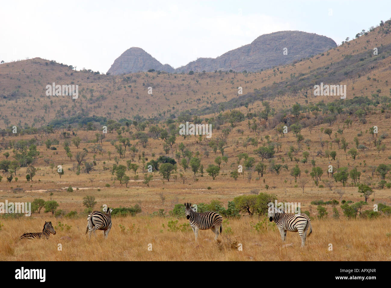 South africa landscape marakele hi-res stock photography and images - Alamy