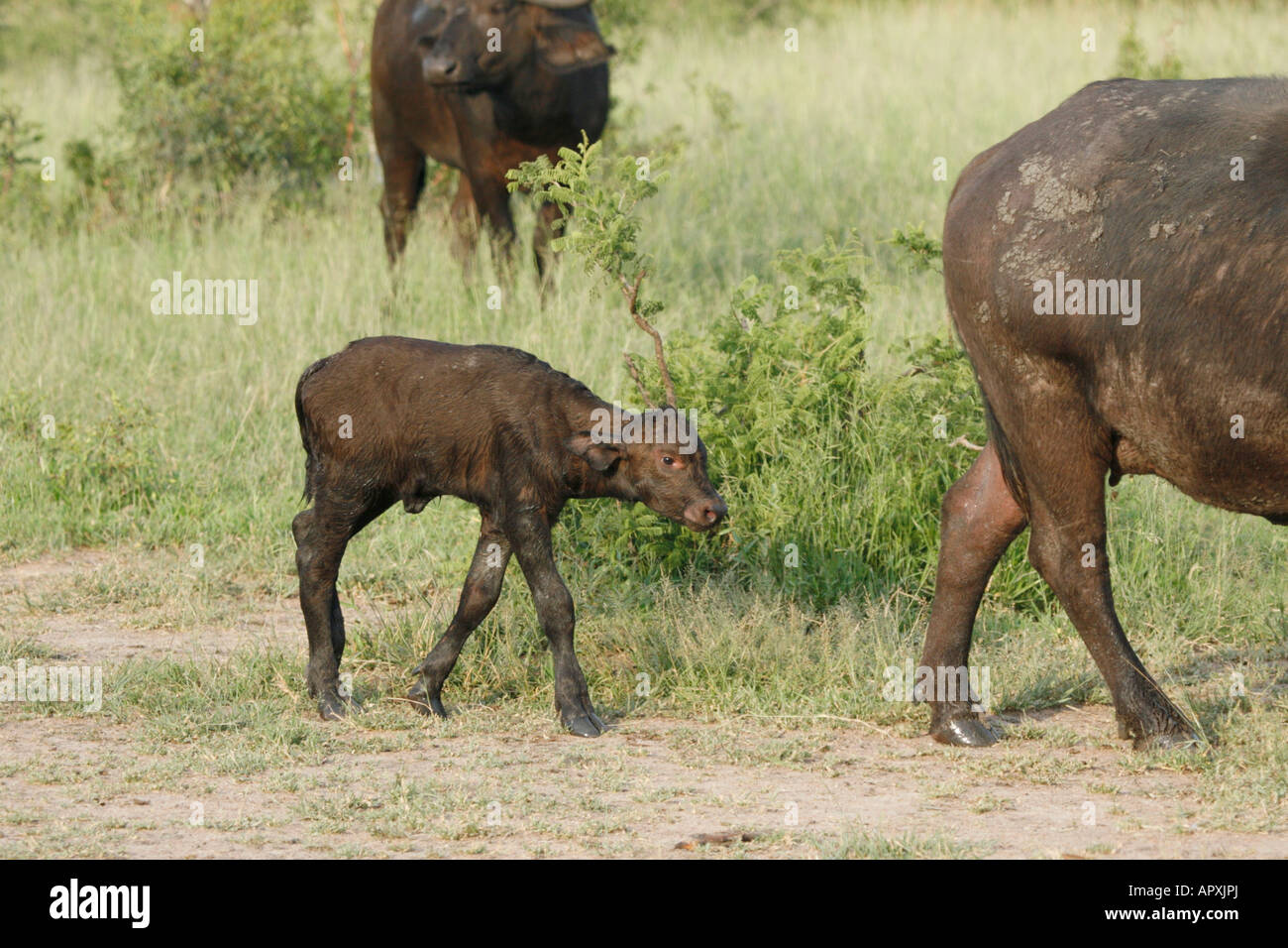 African buffalo baby hi-res stock photography and images - Alamy