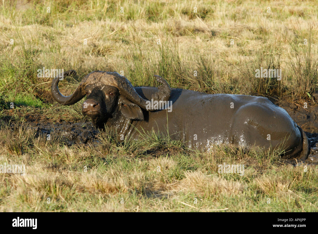 Buffalo relaxing in mud wallow Stock Photo - Alamy
