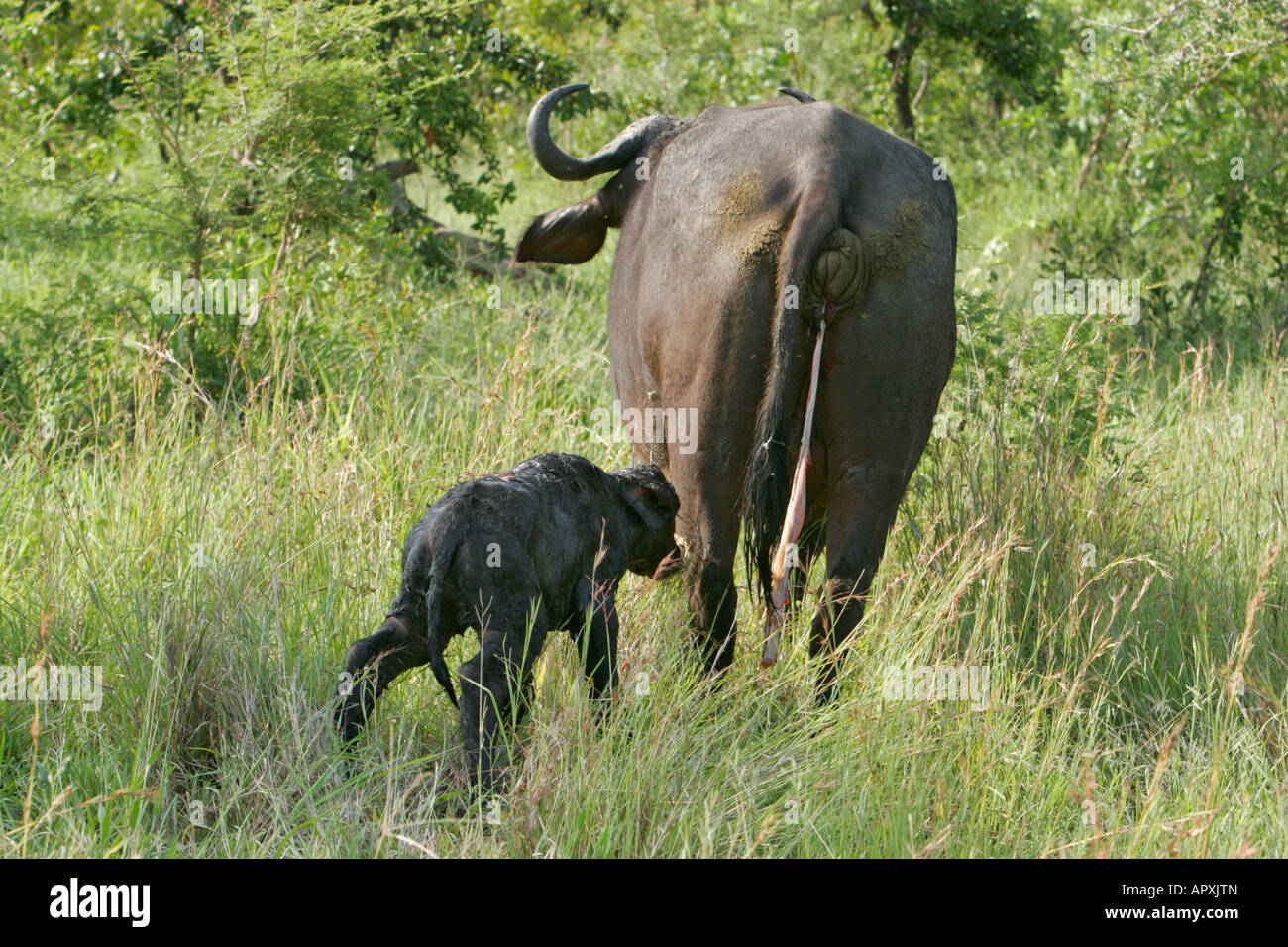 Buffalo new born calf following mother Stock Photo - Alamy