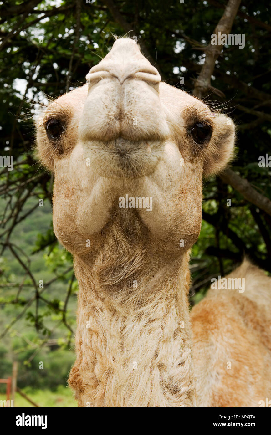 Animal Camel Eye Eyelashes High Resolution Stock Photography and Images ...