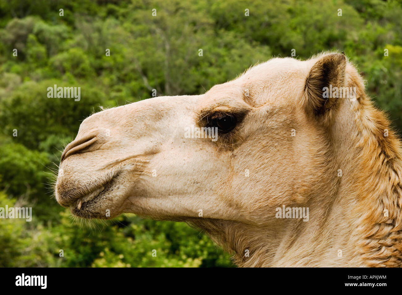 Side view portrait of a camel Stock Photo - Alamy