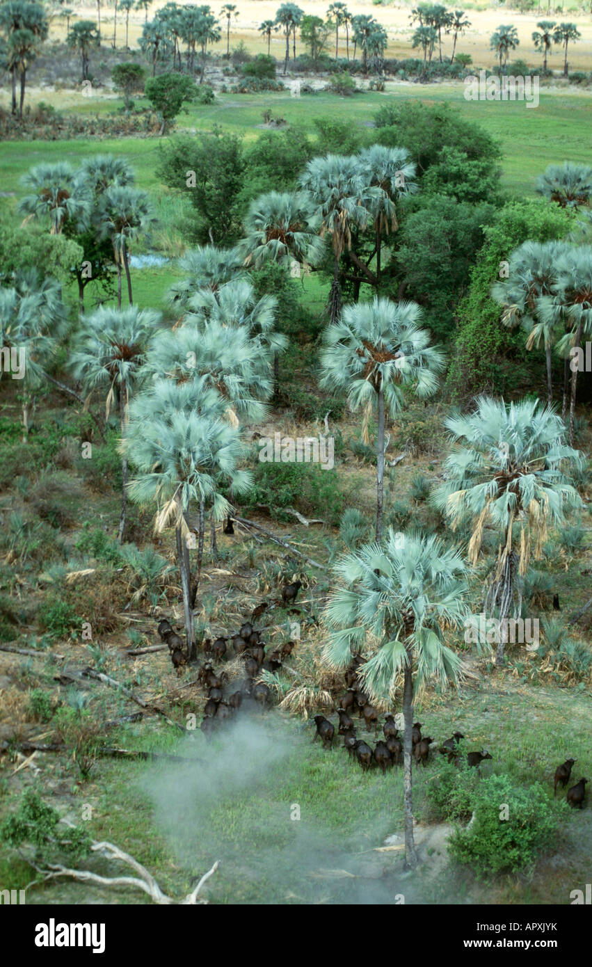 Llala palm hi-res stock photography and images - Alamy