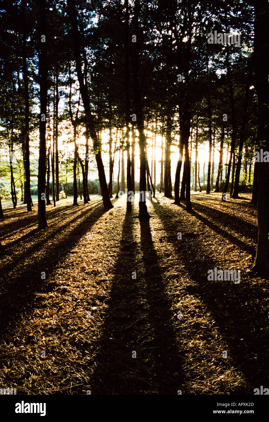 Backlit sunny daybreak bright hi-res stock photography and images - Alamy