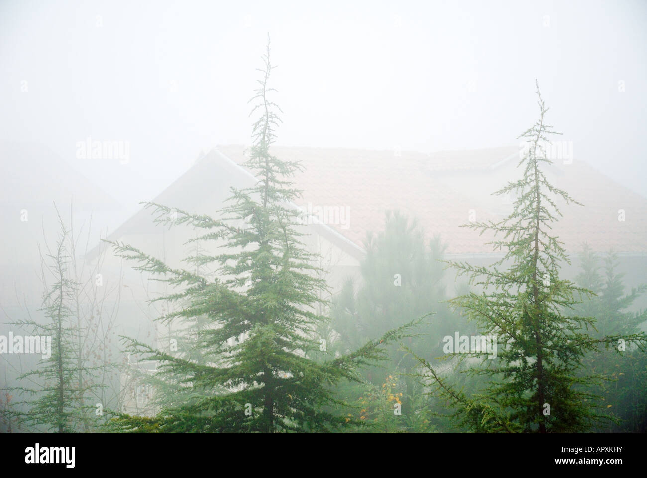 Pine trees an house seen through fog Stock Photo - Alamy