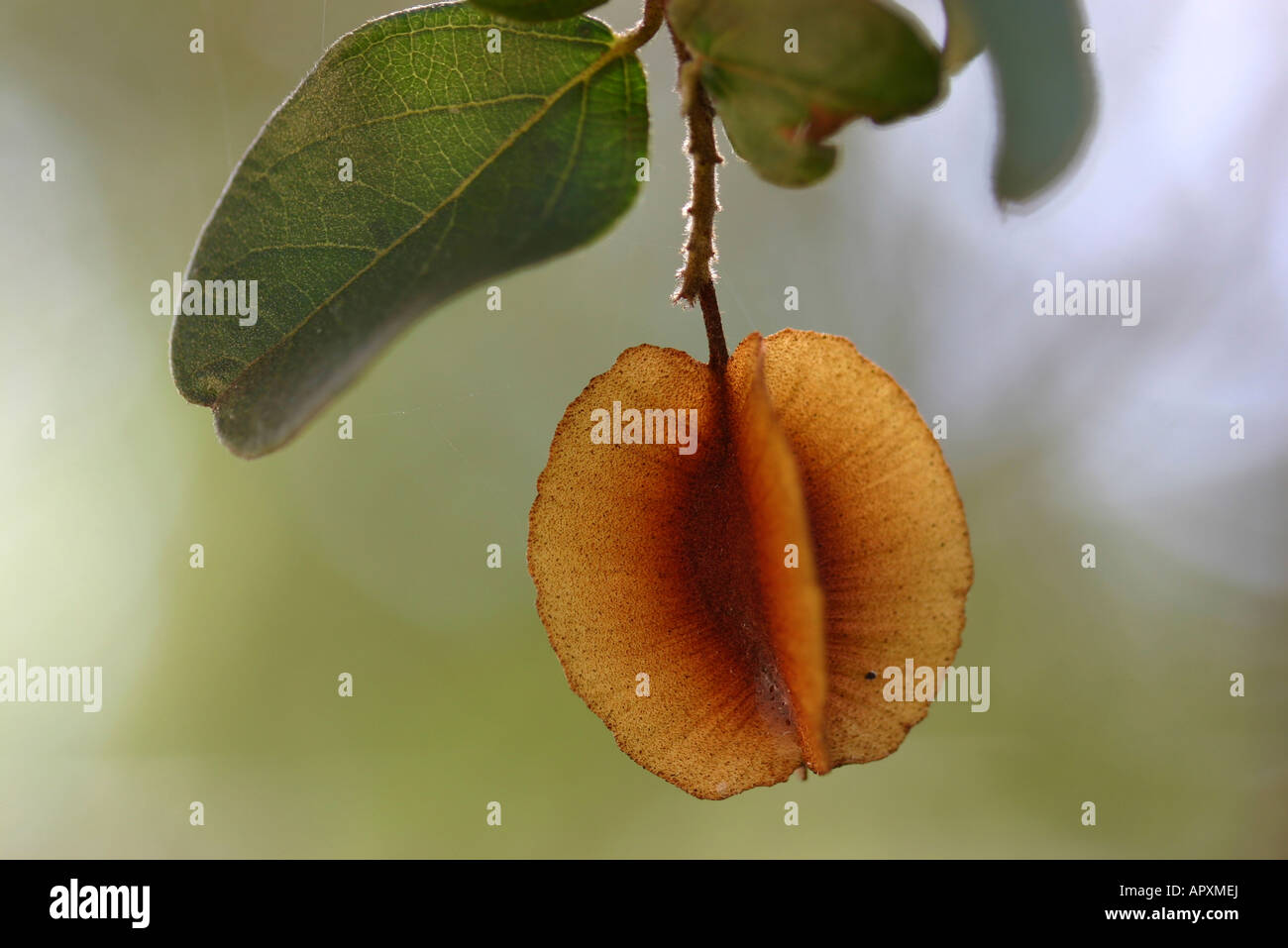 Combretum seeds hi-res stock photography and images - Alamy