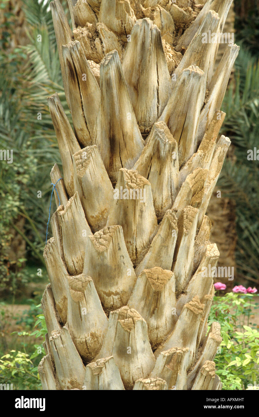 Trunk of a palm tree Stock Photo - Alamy