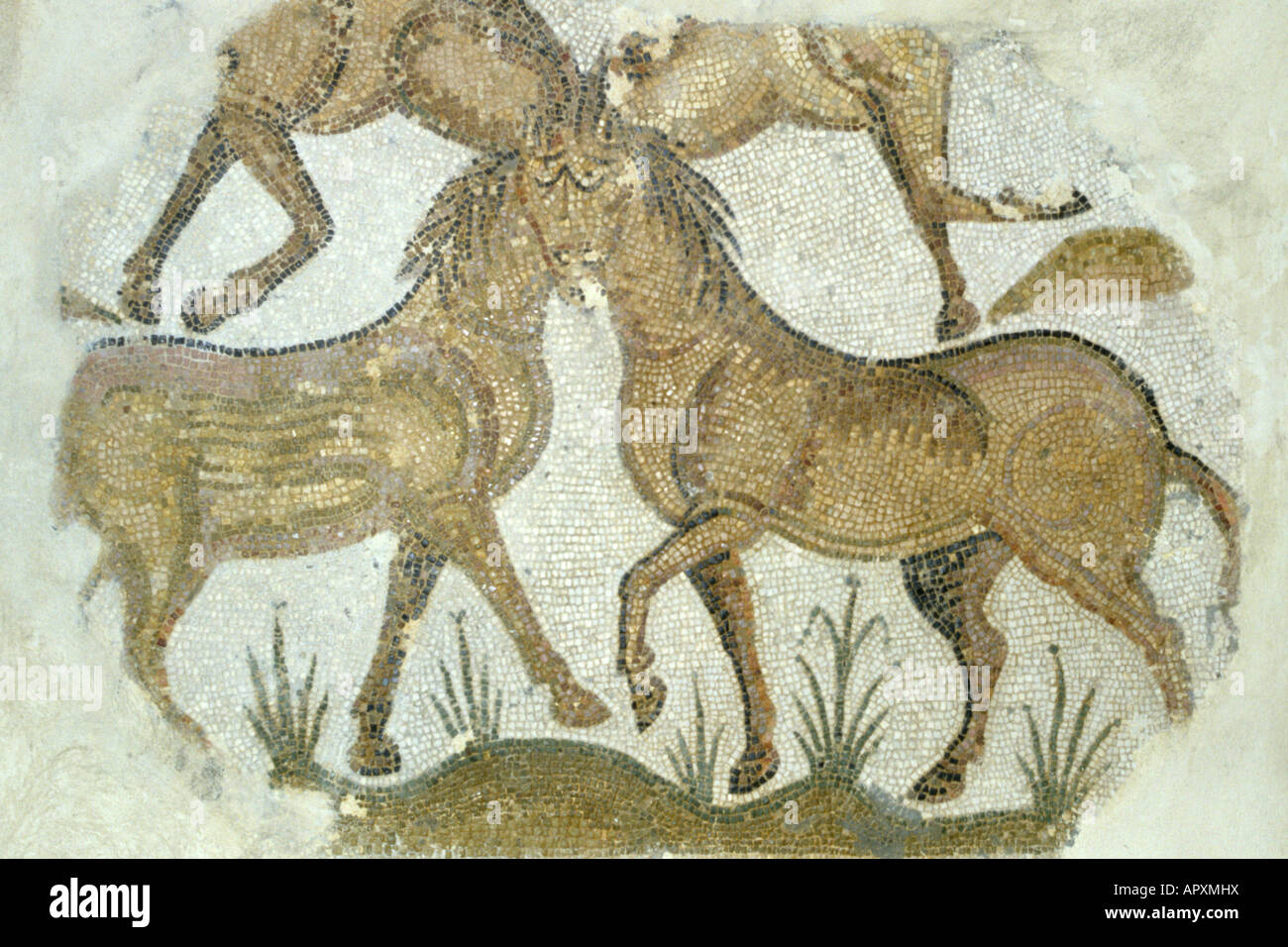 Mosaic at Carthage Stock Photo - Alamy