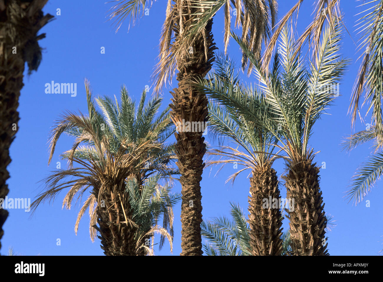 Date palms in the south of Algeria Stock Photo - Alamy