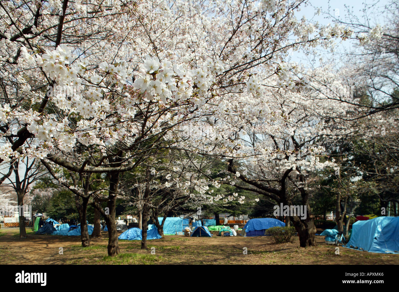 Living boxes in Tokyo, Yoyogi Park, Japan, Homeless community in Yoyogi ...