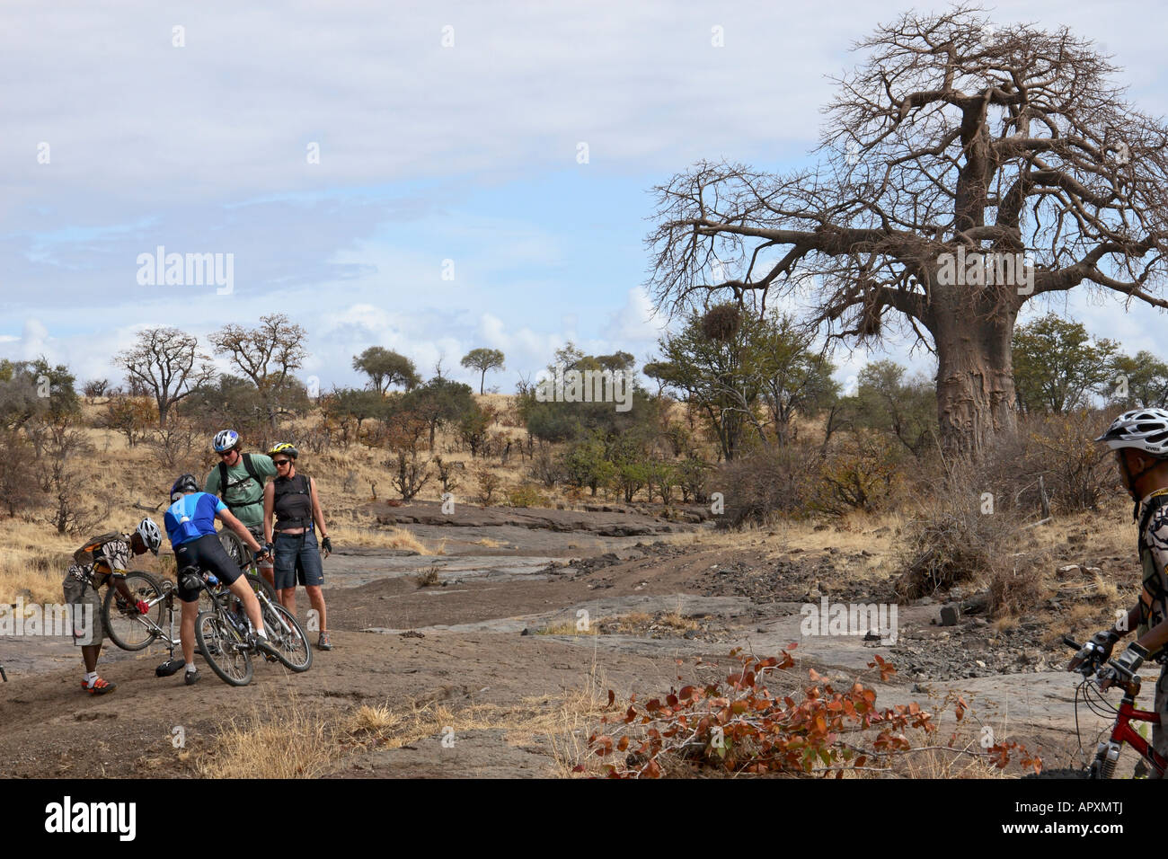 Ranger examining one of the cyclist's bicycle's during a cycle safari ...