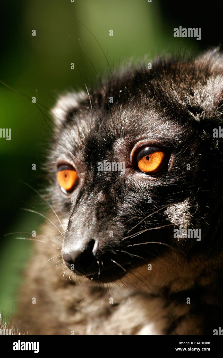 Brown lemur Eulemus fulvus fulvus Stock Photo - Alamy