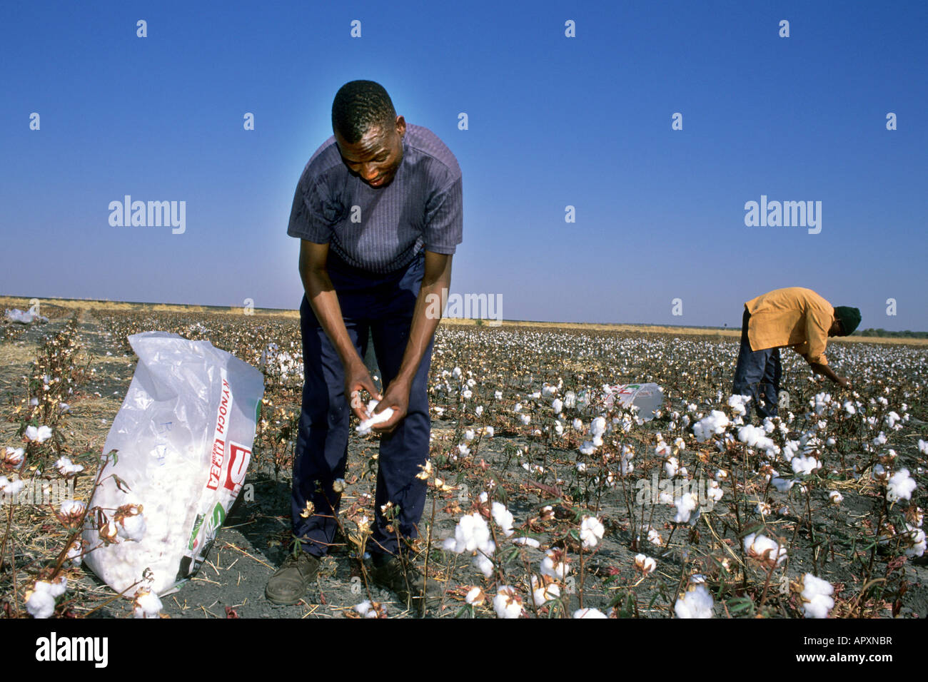 Picking cotton hi-res stock photography and images - Alamy