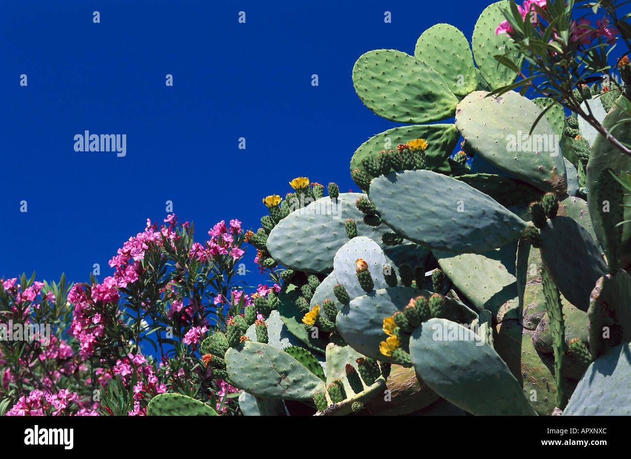 Oleander nerium oleander greece europe hi-res stock photography and ...