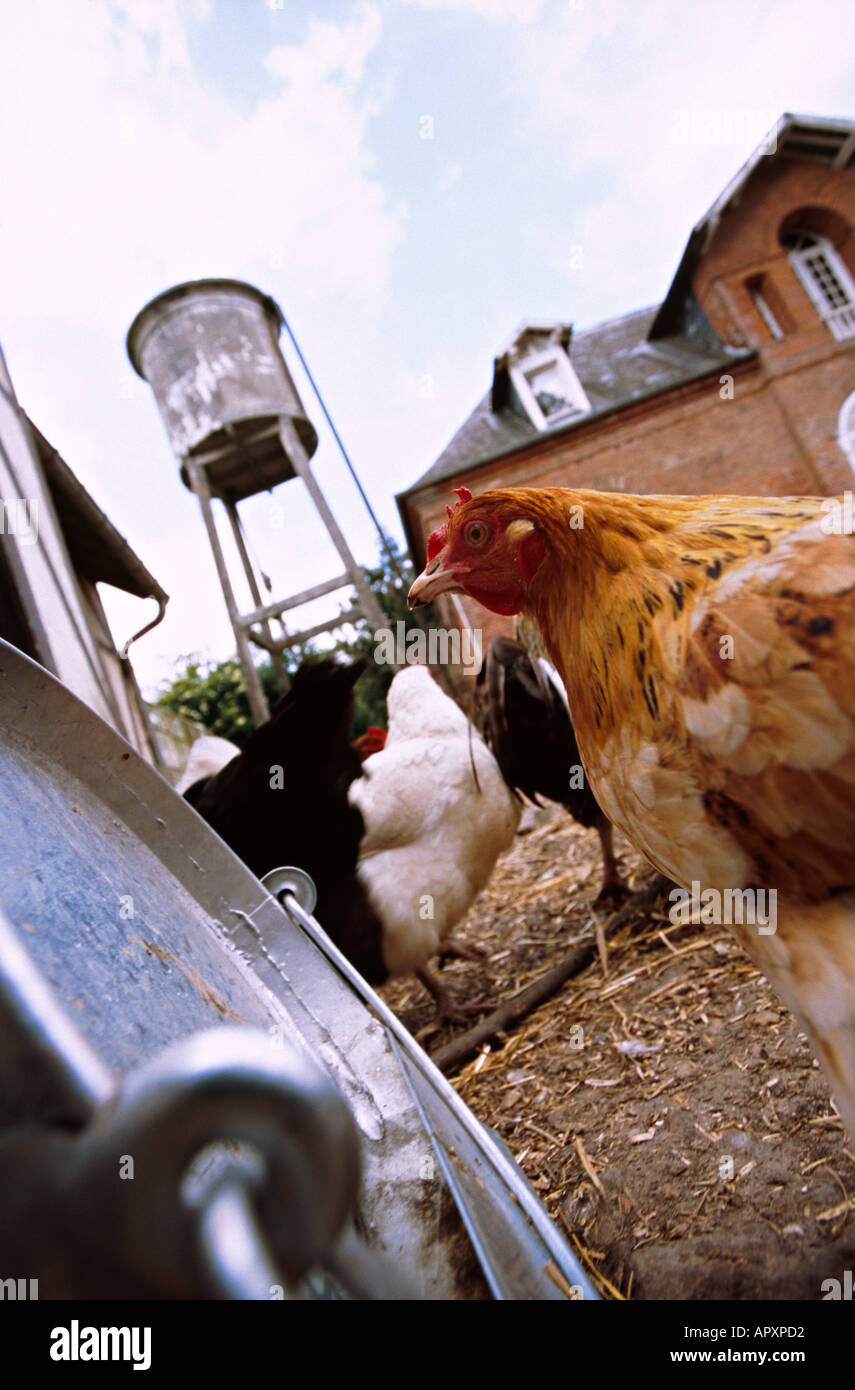 Hen in a farmyard in Normandy France Stock Photo - Alamy