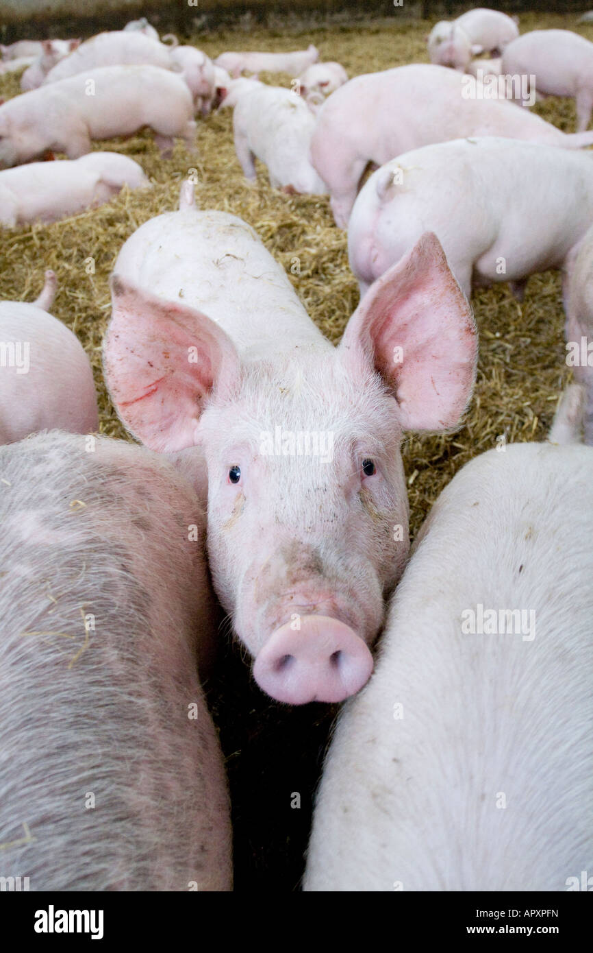 Close up of a pig in an open barn enviroment Stock Photo - Alamy