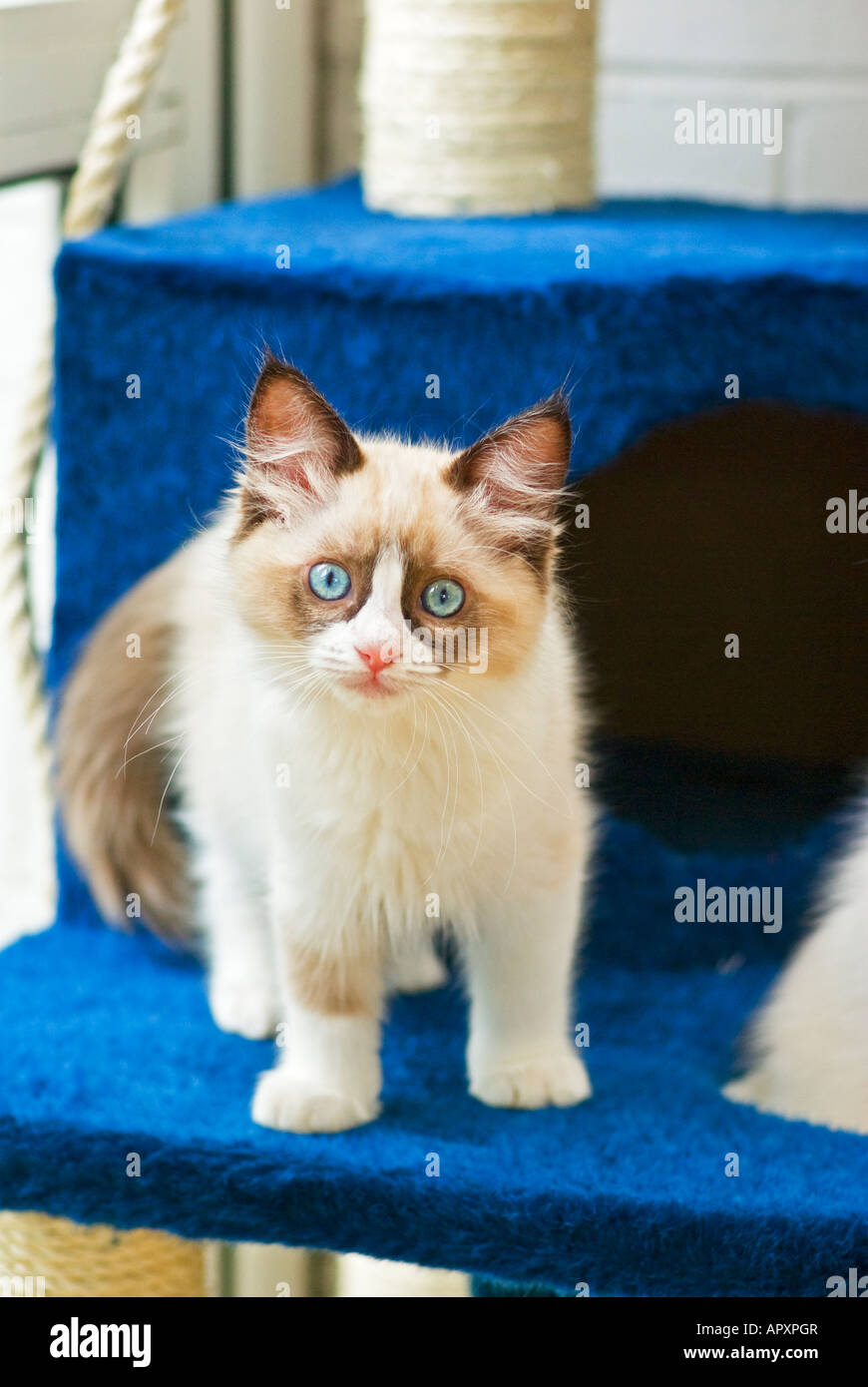 A young female pedigree pet Ragdoll kitten Stock Photo - Alamy