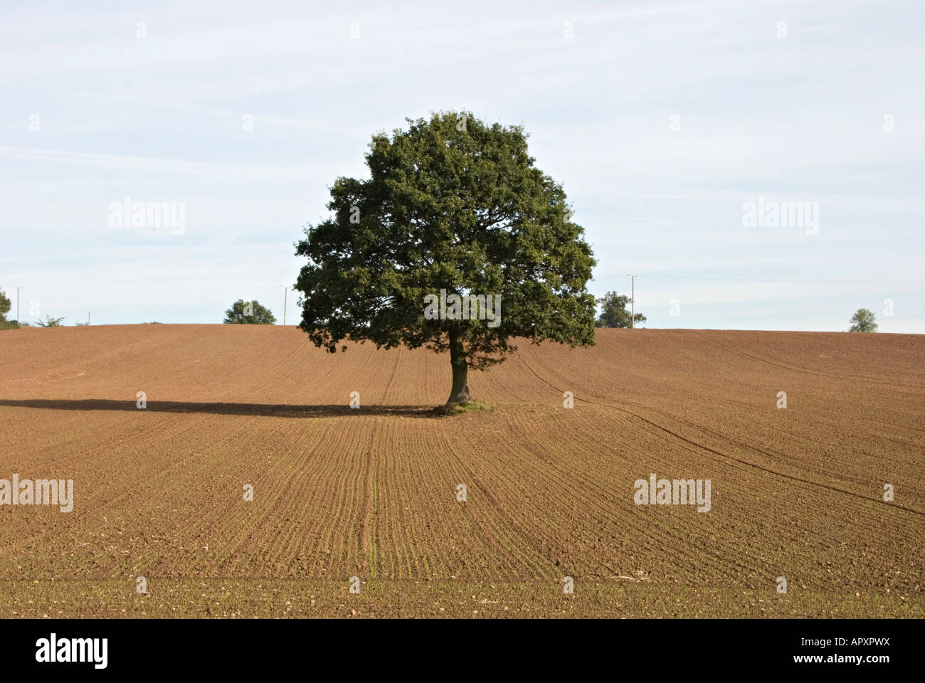 A solitary oak tree in a field in summer, Worcestershire, UK Stock ...