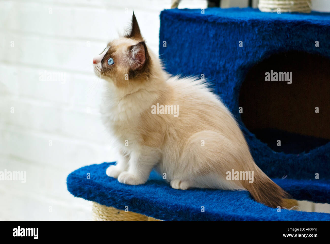 A young female pedigree pet Ragdoll kitten Stock Photo - Alamy