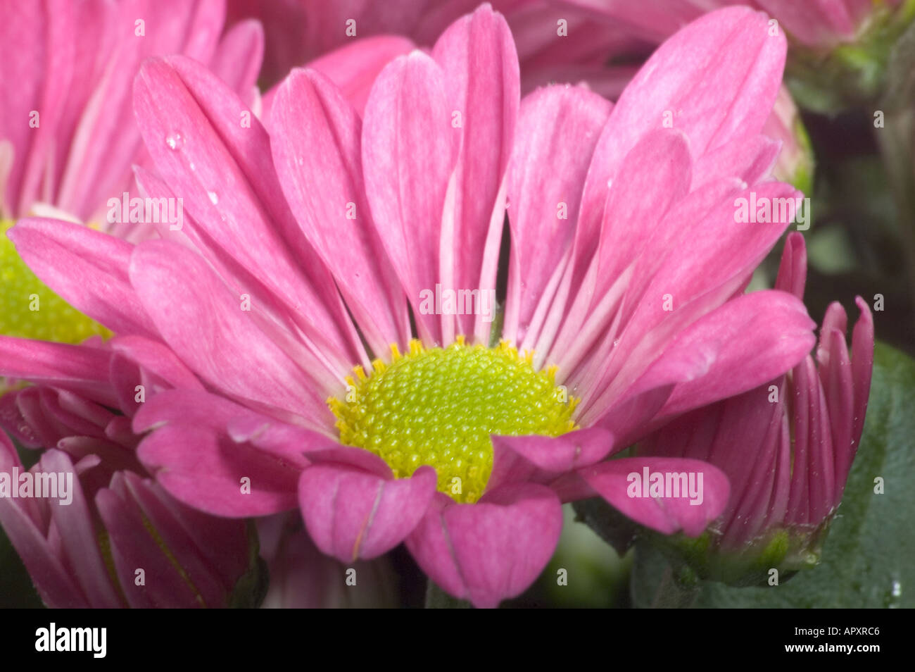Only one red and yellow color flower hi-res stock photography and ...