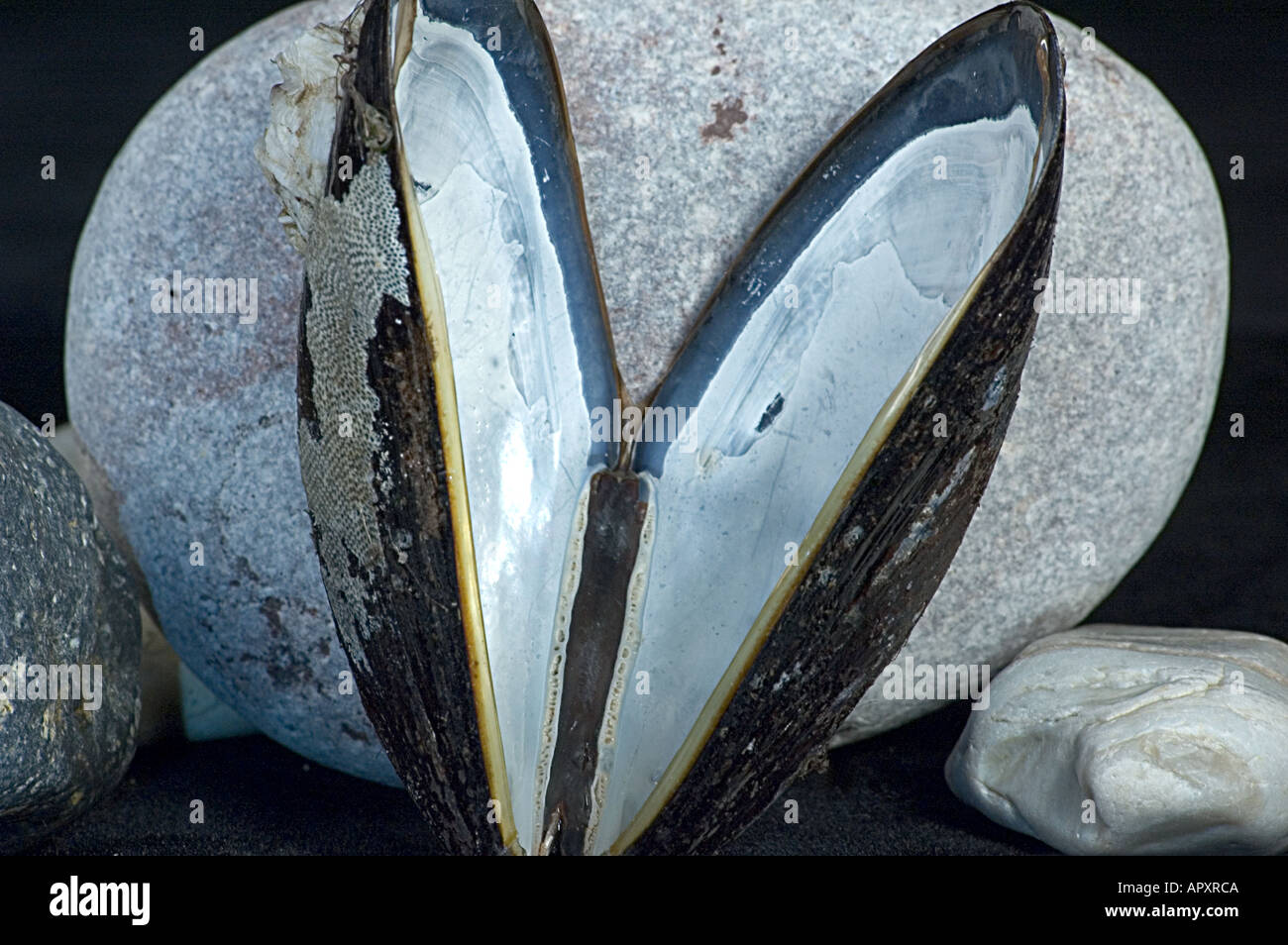 Shell and rock Stock Photo - Alamy