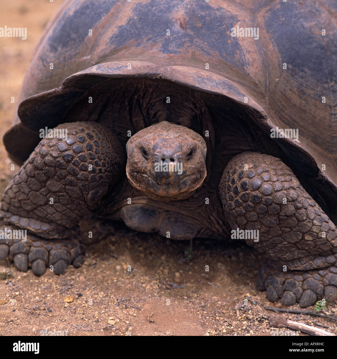 Close up of old giant tortoise looking straight at the camera on Isla ...