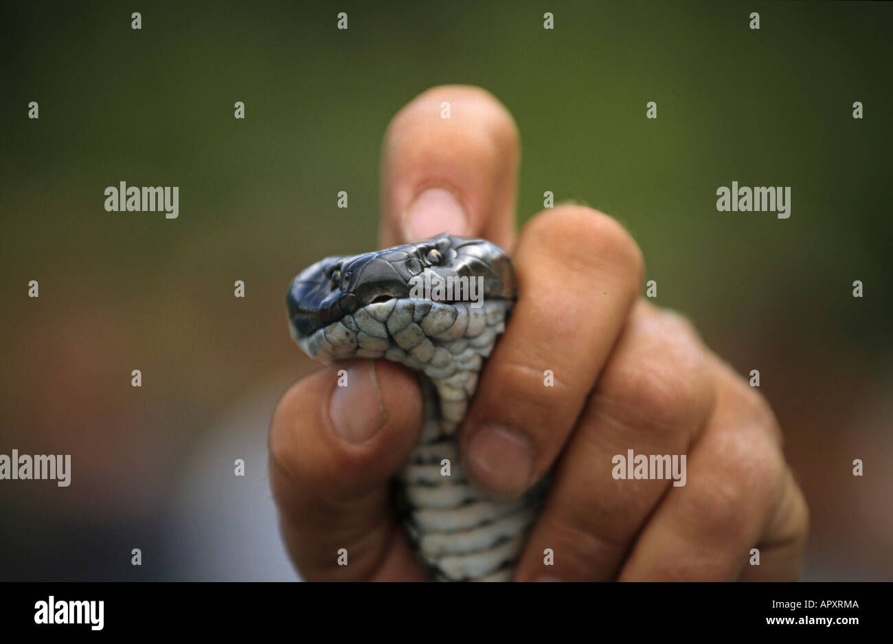Hand Held Snake High Resolution Stock Photography and Images - Alamy