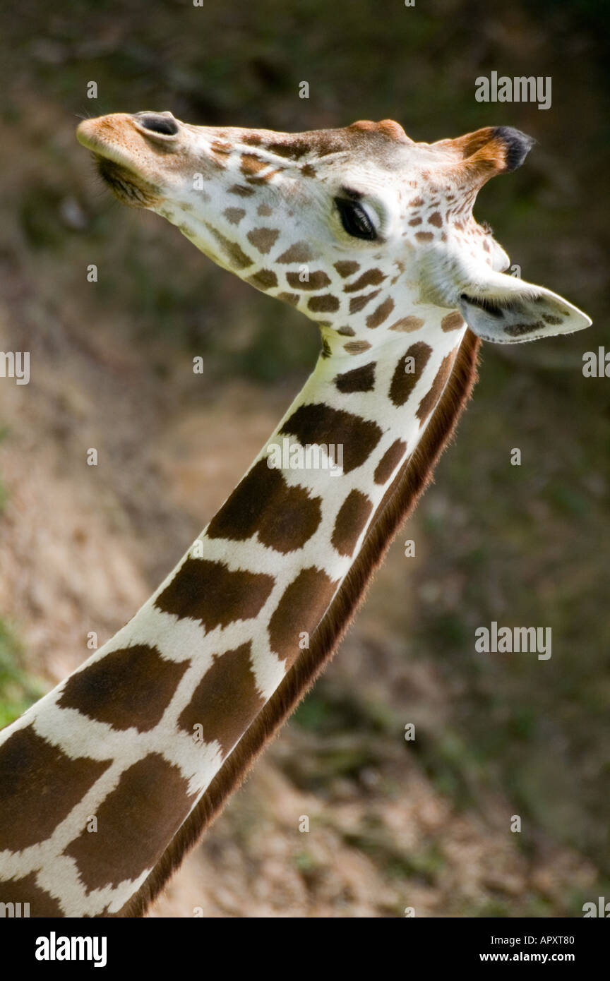 Zoo negara malaysia hi-res stock photography and images - Alamy