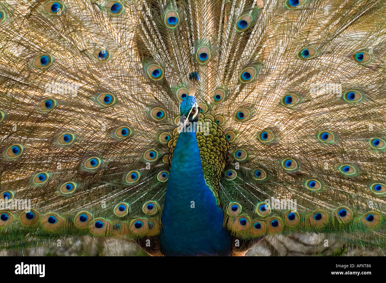 Green peafowl feathers pavo muticus hi-res stock photography and images ...
