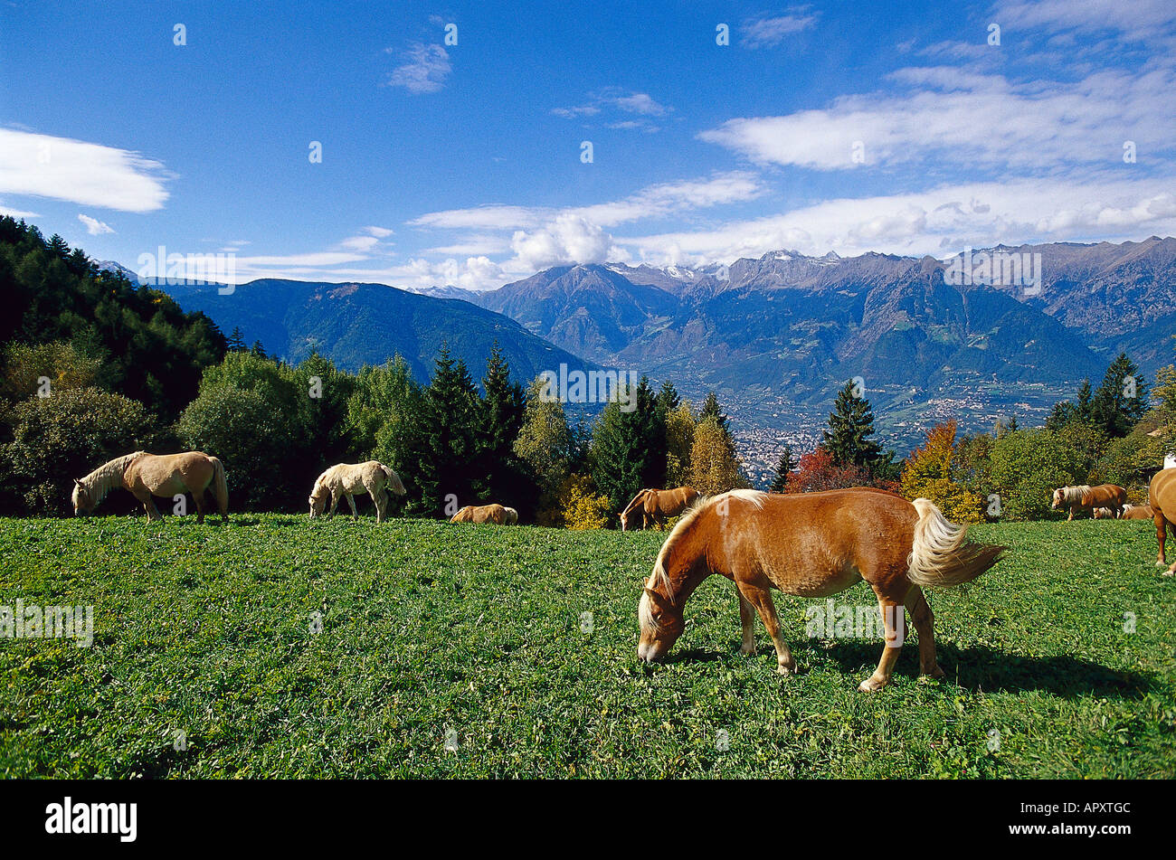 Haflinger Horses, near Hafling South Tyrol, Italy Stock Photo - Alamy