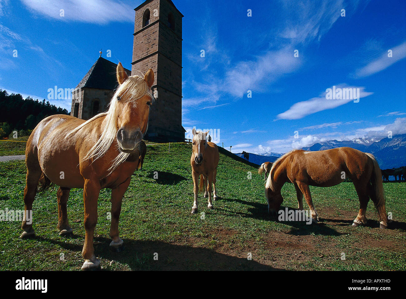 Haflinger Horses, near Hafling South Tyrol, Italy Stock Photo - Alamy