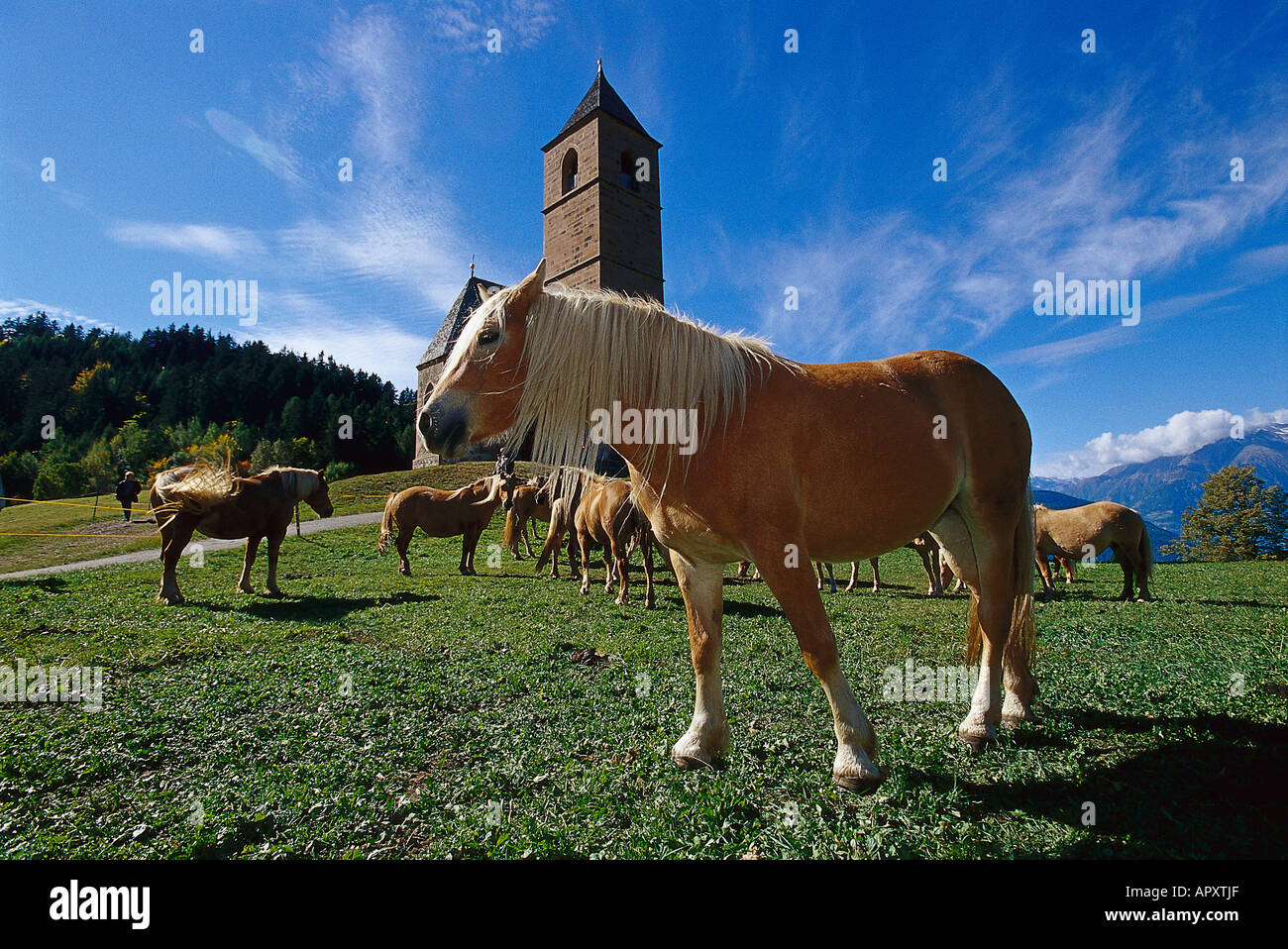 Haflinger horses horse willow hi-res stock photography and images - Alamy