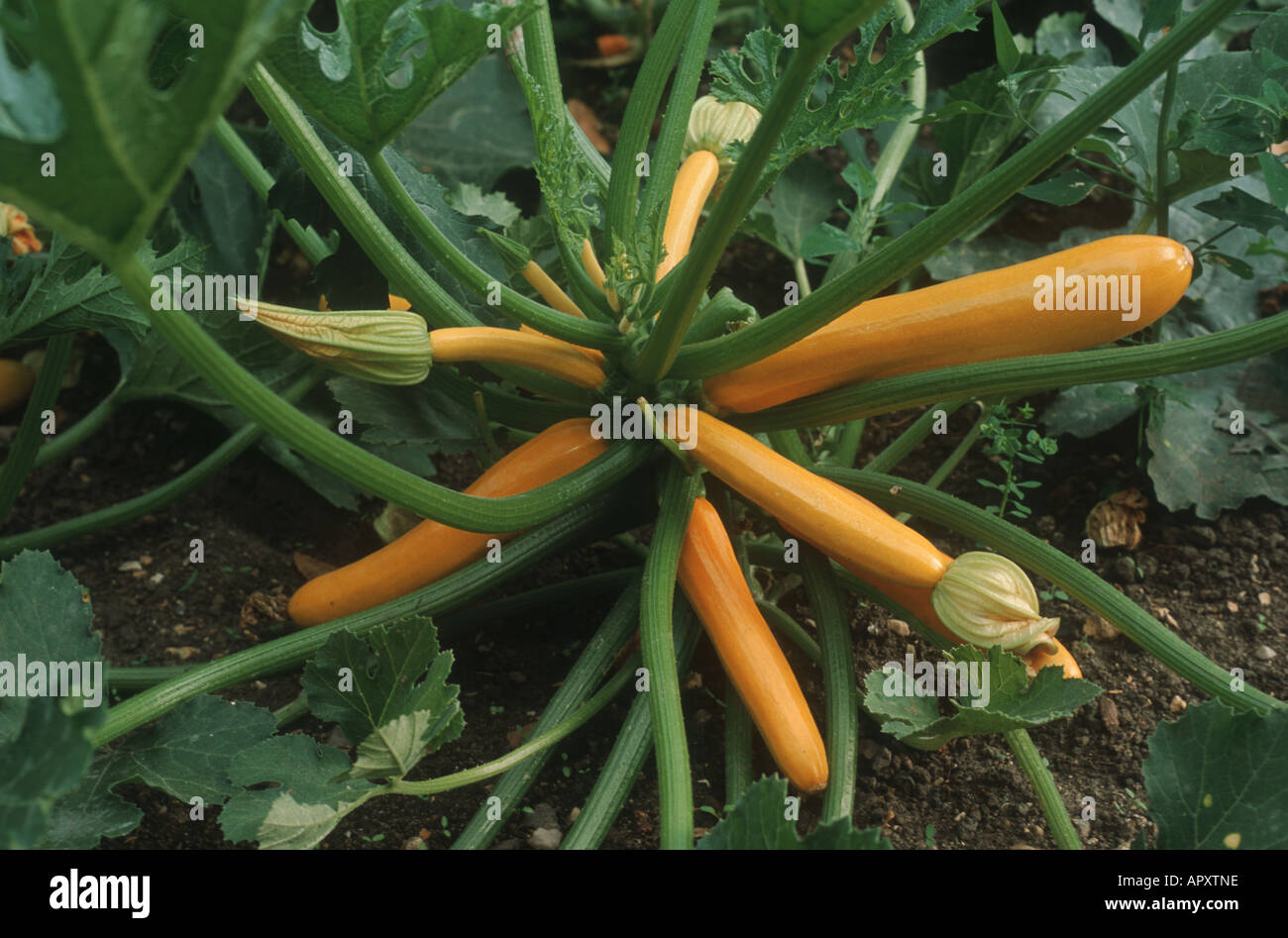 fresh yellow courgettes Stock Photo - Alamy