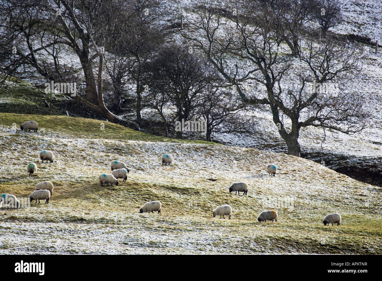 Winter in Bishopdale Stock Photo - Alamy
