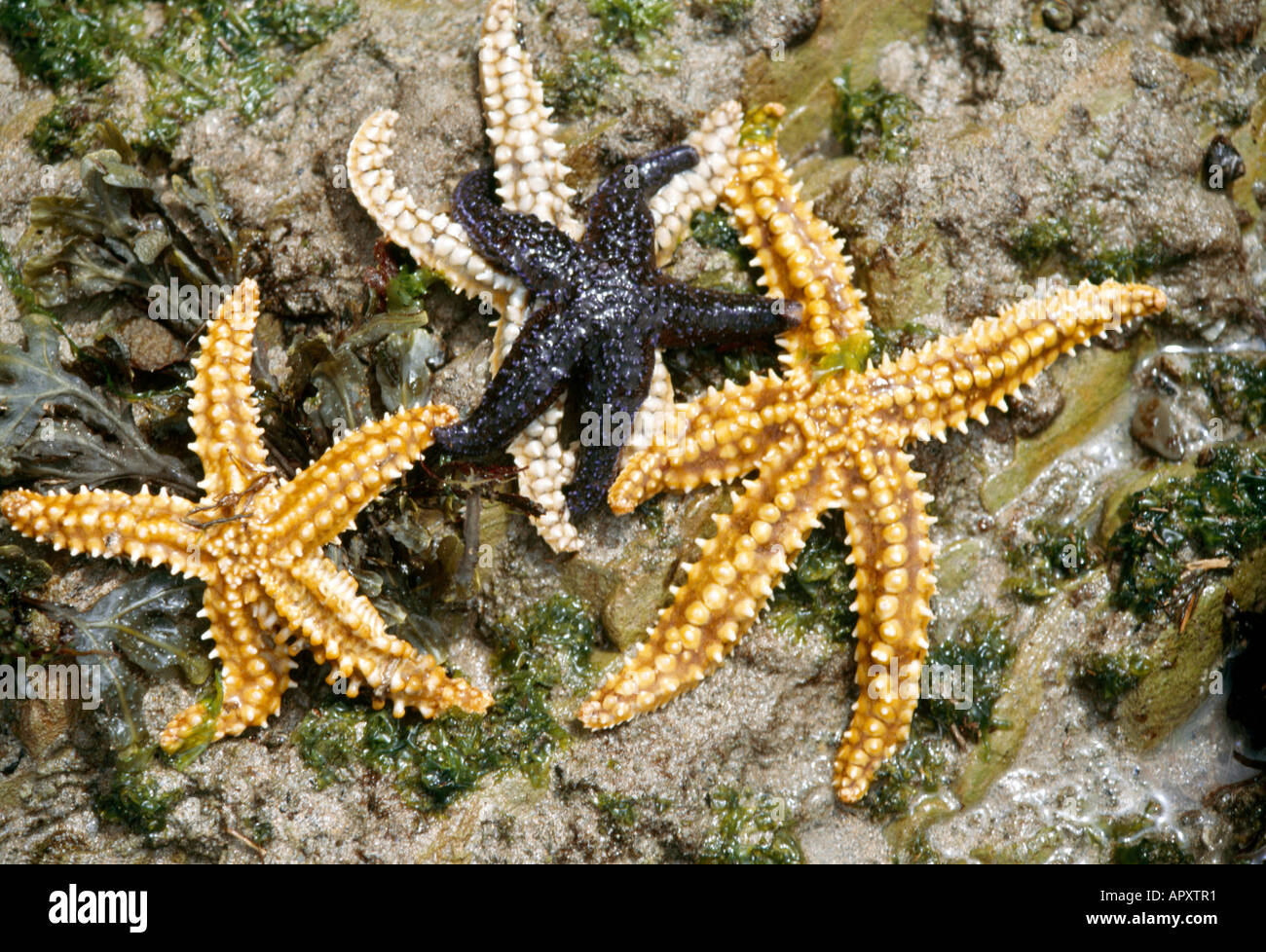 Asturias Spain Rocks And Starfish In Rock Pool Stock Photo - Alamy