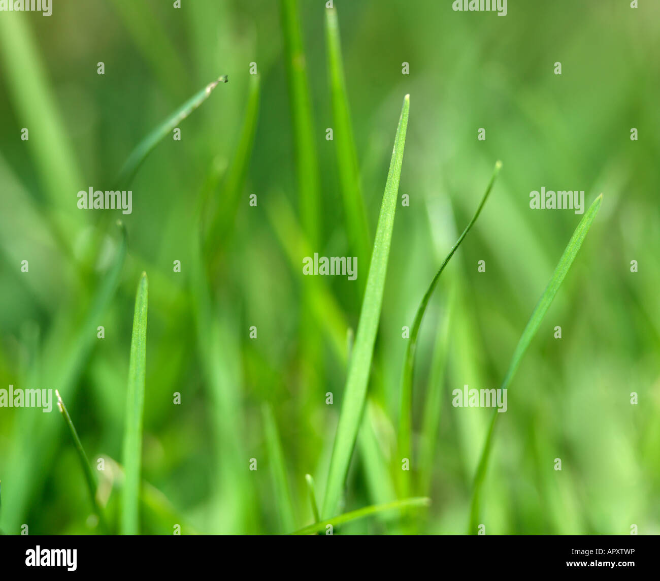 Blades of a grass hi-res stock photography and images - Alamy