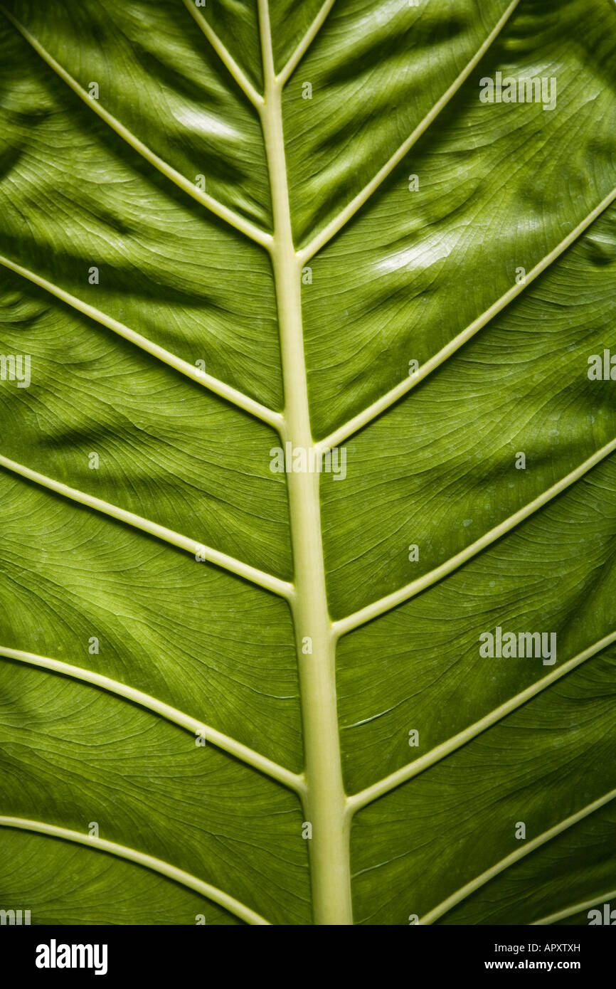 Green leaf close up Stock Photo - Alamy
