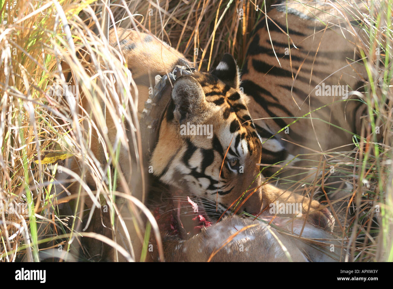 A radio-collared tiger at kill, Kanha Stock Photo - Alamy