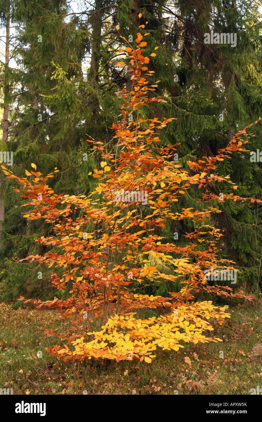 Small colourful tree with orange and yellow leaves in the autumn Stock ...