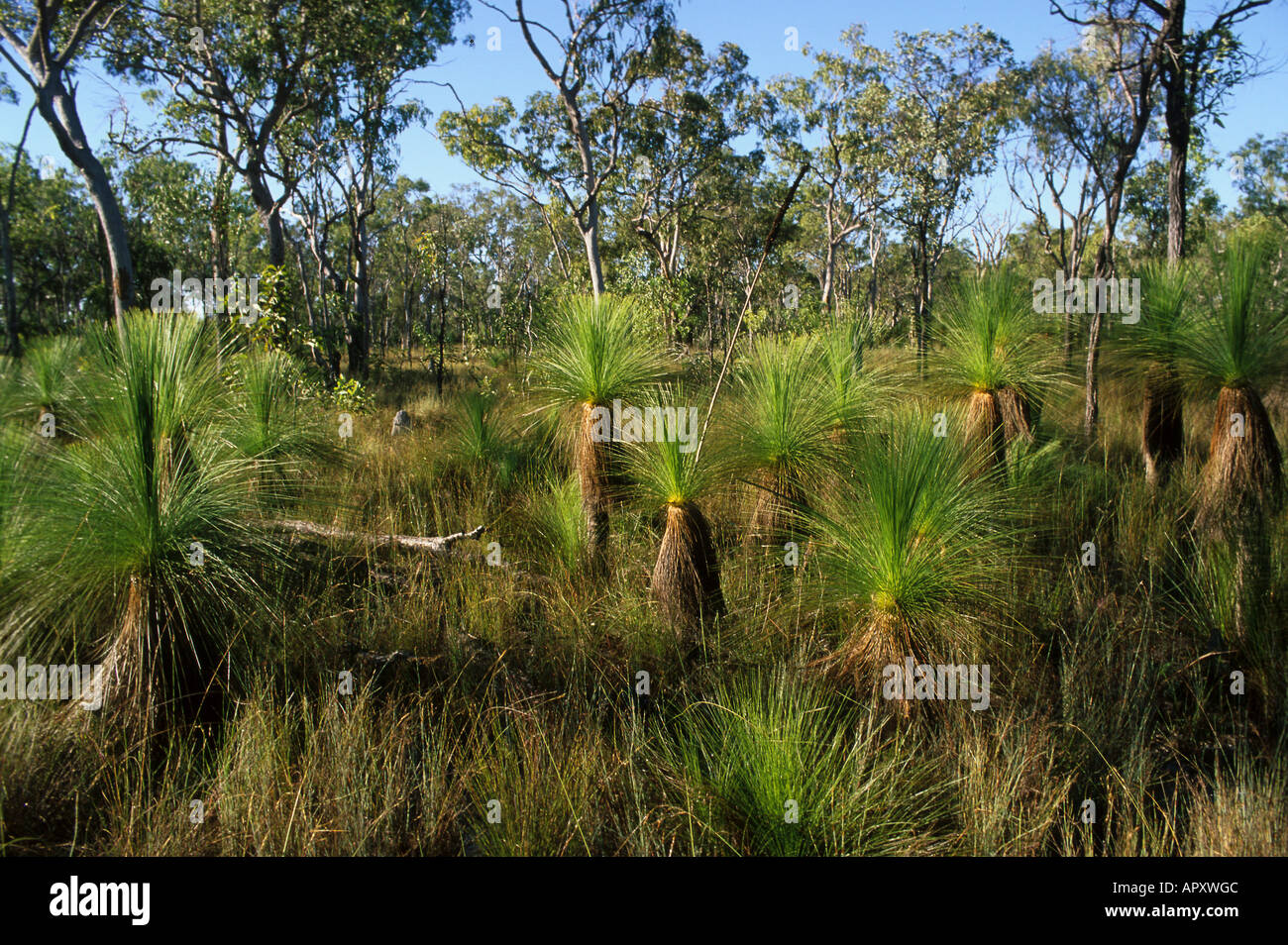 Grass trees, Grasbaeume, Cape York, Australien, Queensland, Cape York ...