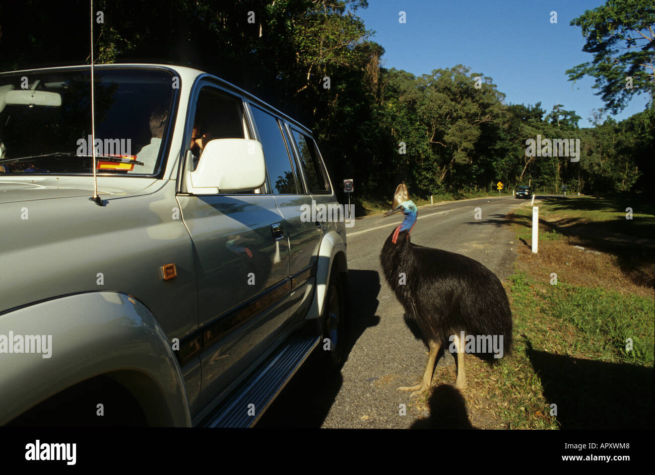 Cassowary standing near car, street in the forest, Queensland ...