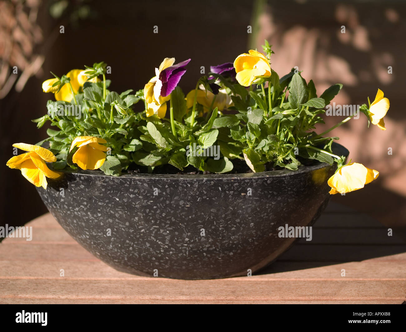 Black speckled container pot of yellow and purple pansies or violas ...