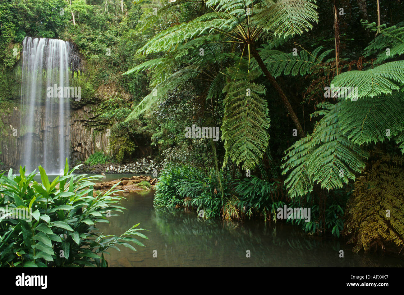 Millaa Millaa Waterfall, rainforest, Atherton Tablelands, Queensland ...