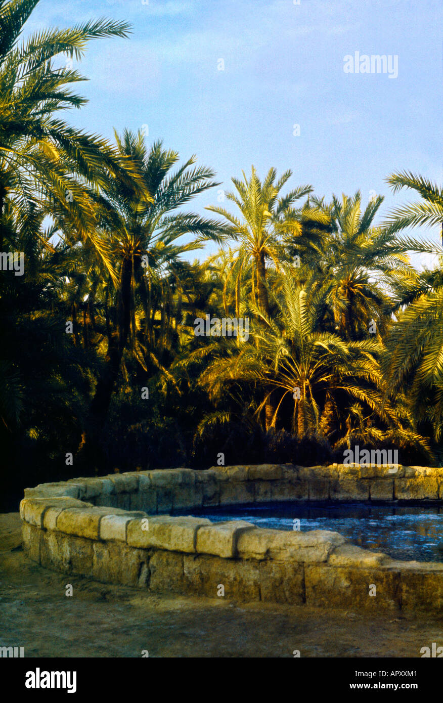 Urban palm oasis hi-res stock photography and images - Alamy