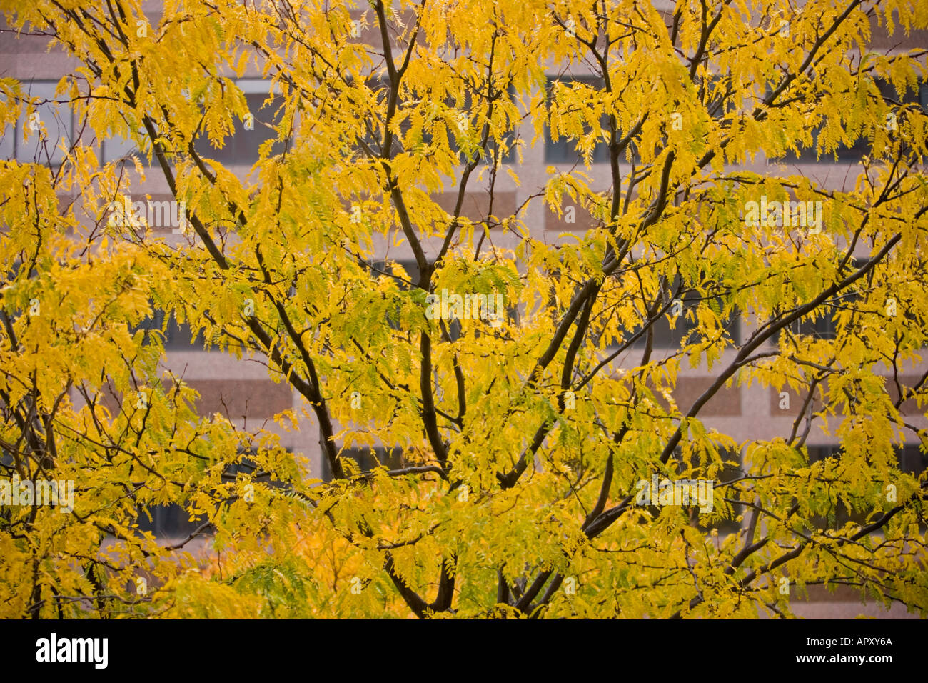 Fall foliage in front of modern building Stock Photo - Alamy