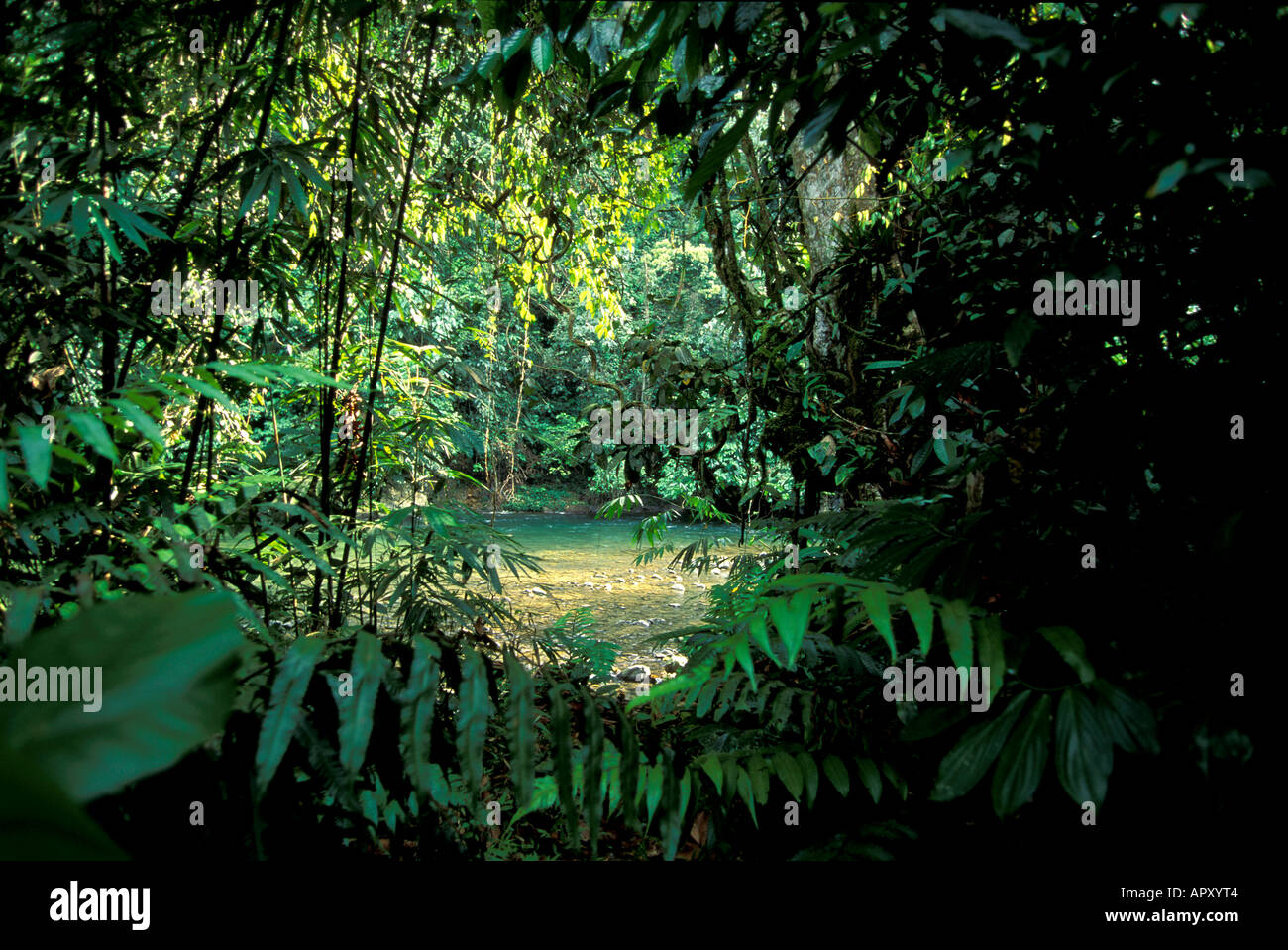 Tropical Rain Forest at Bohorok River, Gunung Leuser National Park ...
