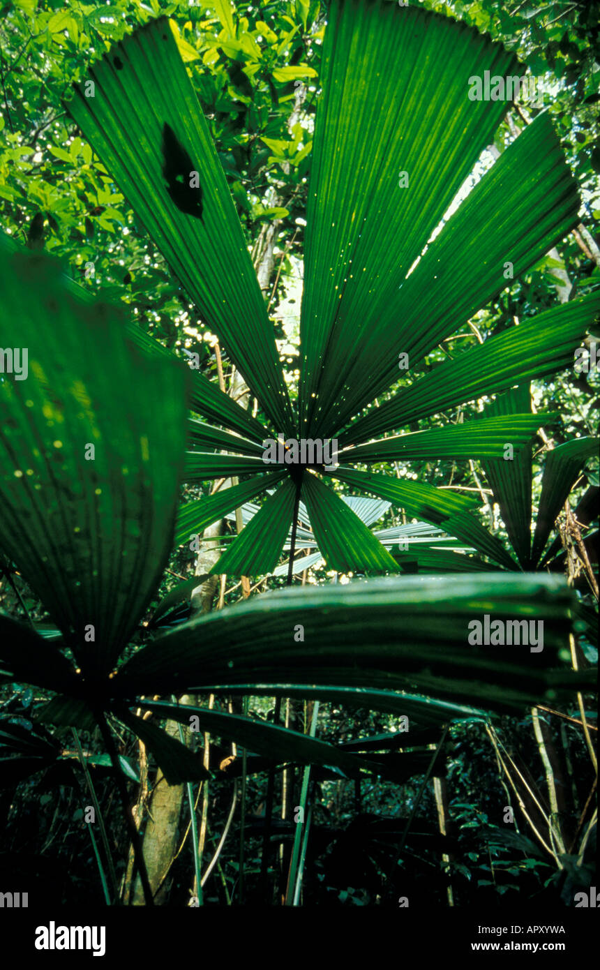 Rain forest, Borneo, Indonesia, Asia Stock Photo - Alamy