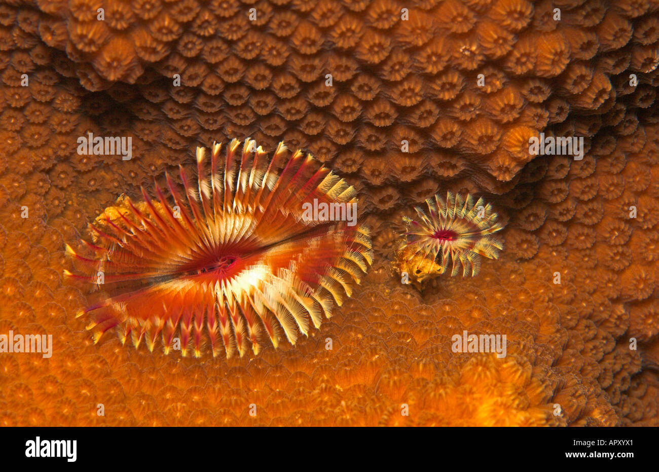 Split crowned tube worm Stock Photo - Alamy