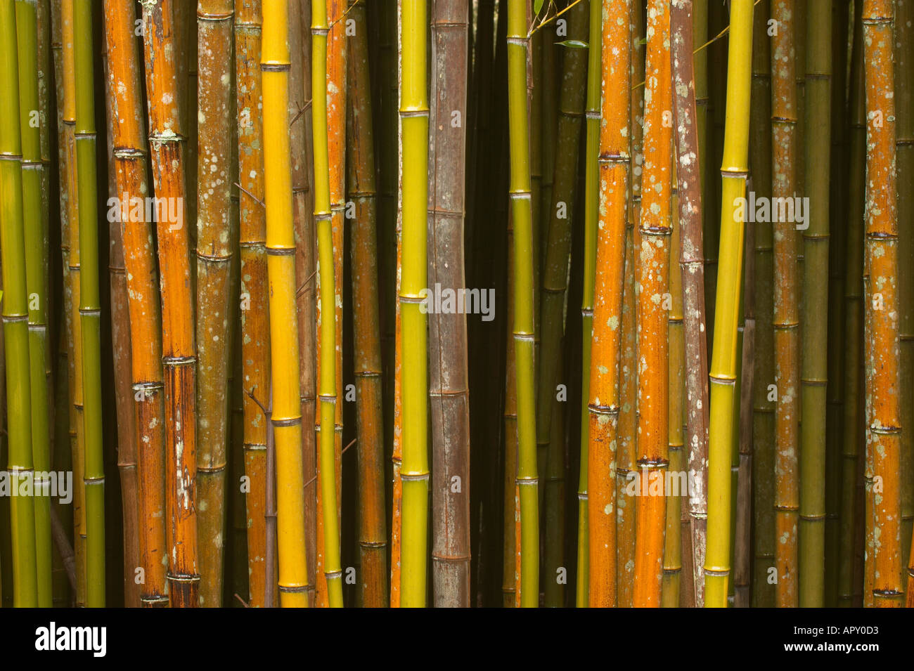 Cane Break Bamboo Tennessee Stock Photo - Alamy