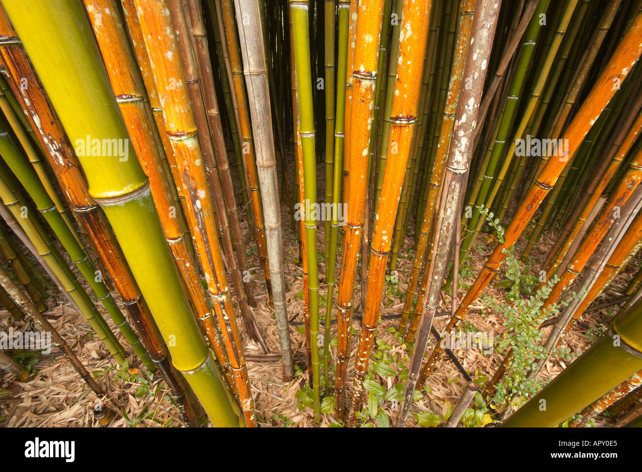Cane Break Bamboo Tennessee Stock Photo - Alamy